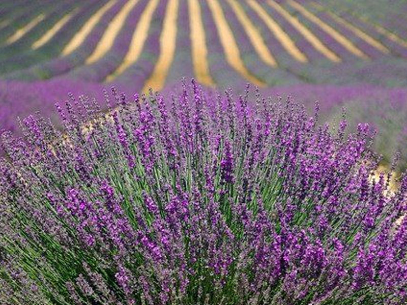 Come coltivare la lavanda sul proprio balcone - Servizi per il verde