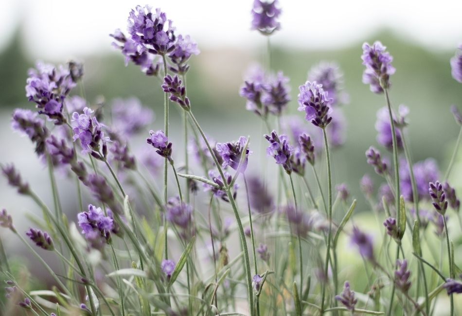 Come coltivare la lavanda sul proprio balcone - Servizi per il verde